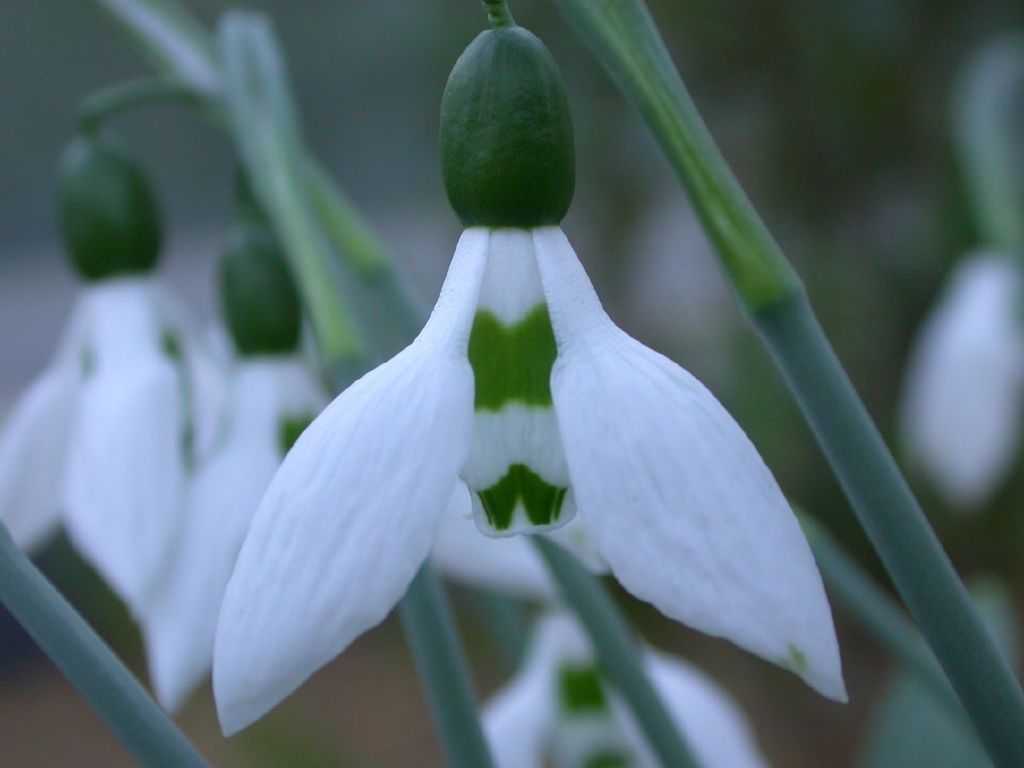 snowdrops (The Hedgecourt Nature Reserve's Common Plants) · iNaturalist NZ