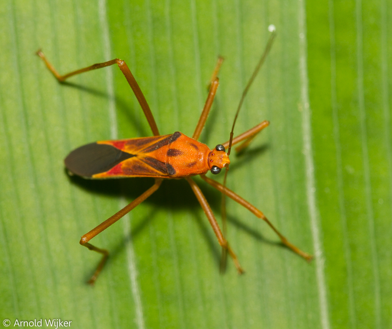 Stenoscelidea rubra Montandon, 1895