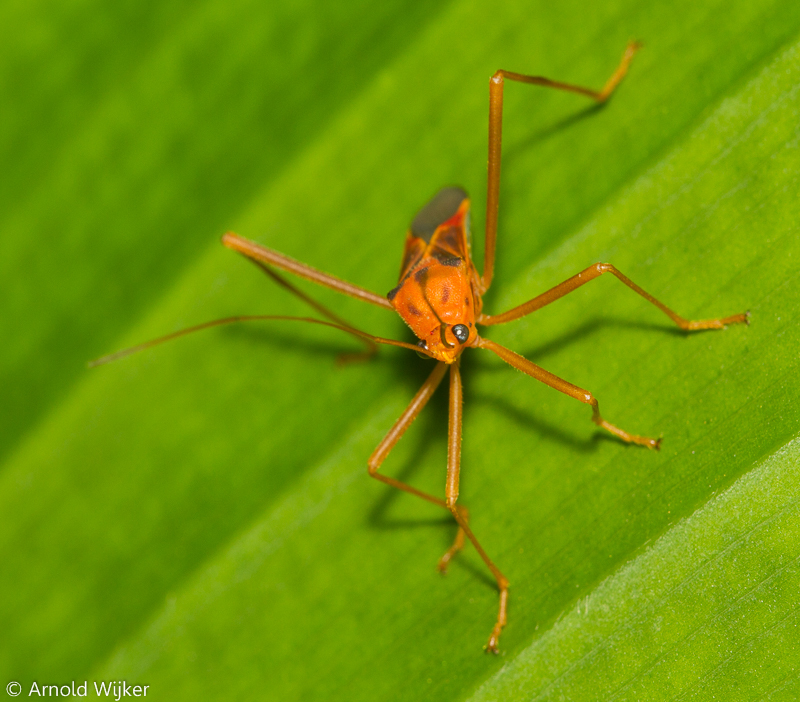 Stenoscelidea rubra Montandon, 1895