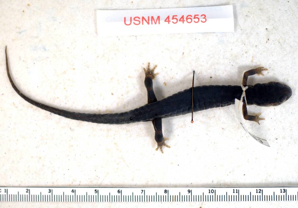 South Mountain Gray-cheeked Salamander (Flora and Fauna of North ...