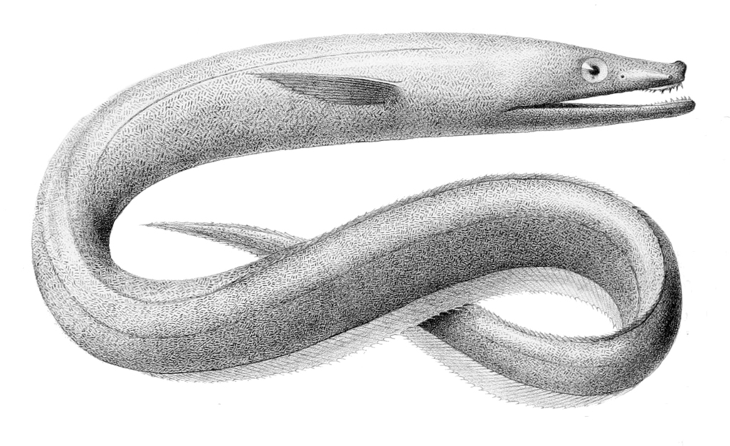Cutthroat Eels (Synaphobranchidae) - Marine Life Identification