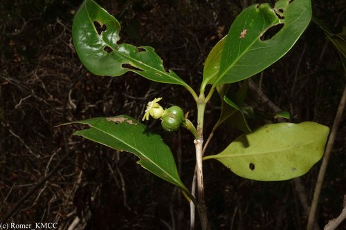 Pyrostria ampijoroensis · iNaturalist