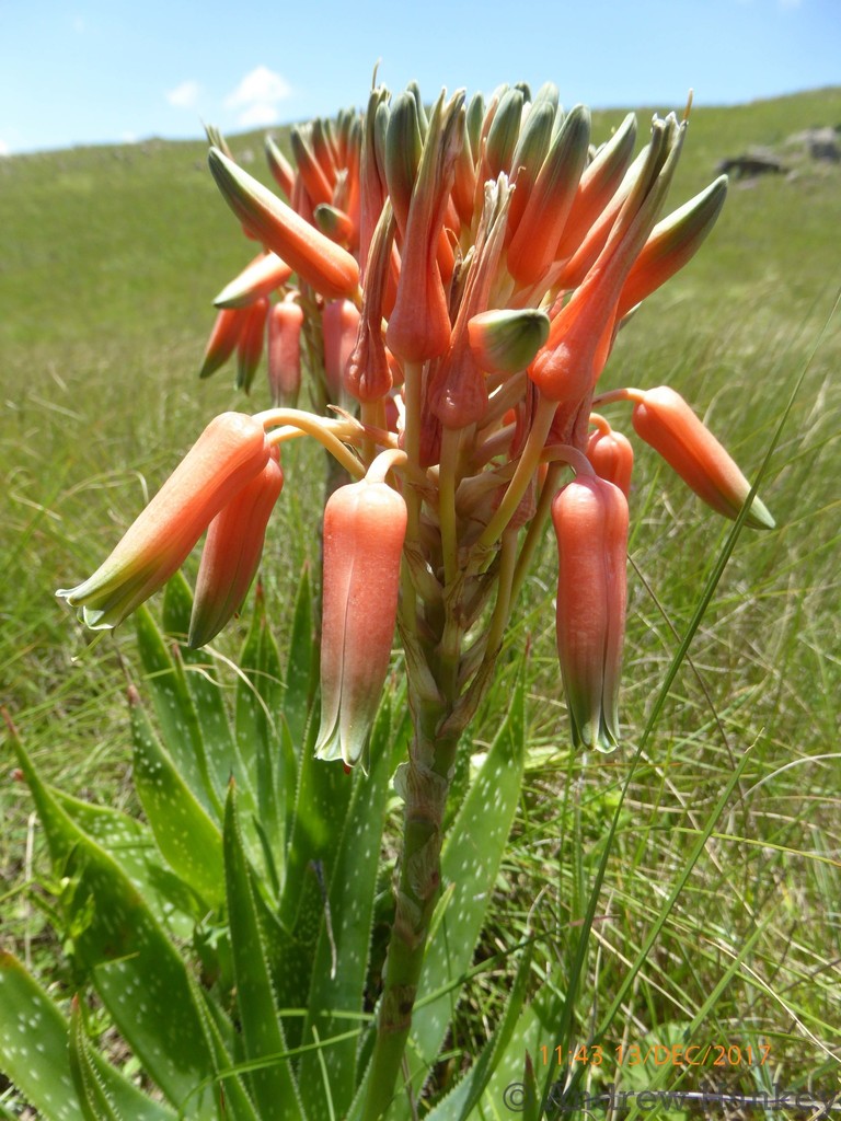 Neil's Aloe in December 2017 by Andrew Hankey · iNaturalist