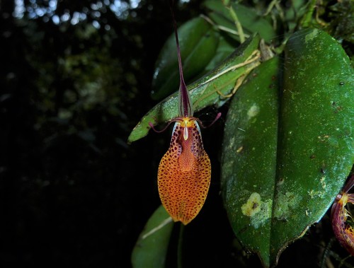 Restrepia elegans (Orquídeas del departamento de Risaralda ...