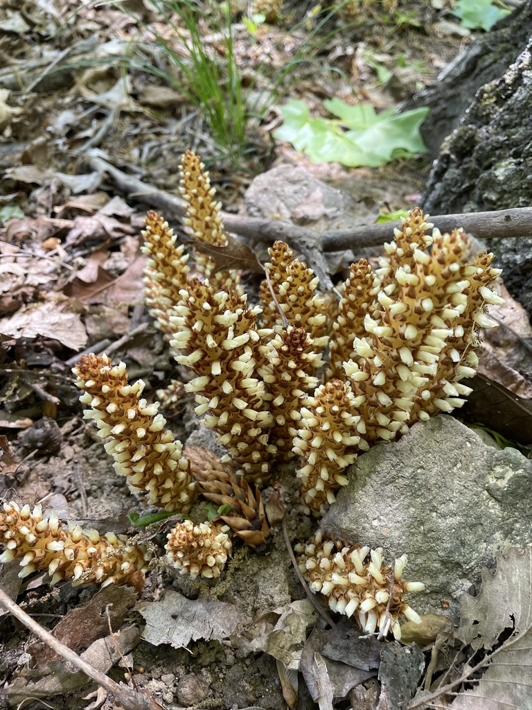 American cancer-root from Rock Creek Regional Park, Derwood, MD, US on ...