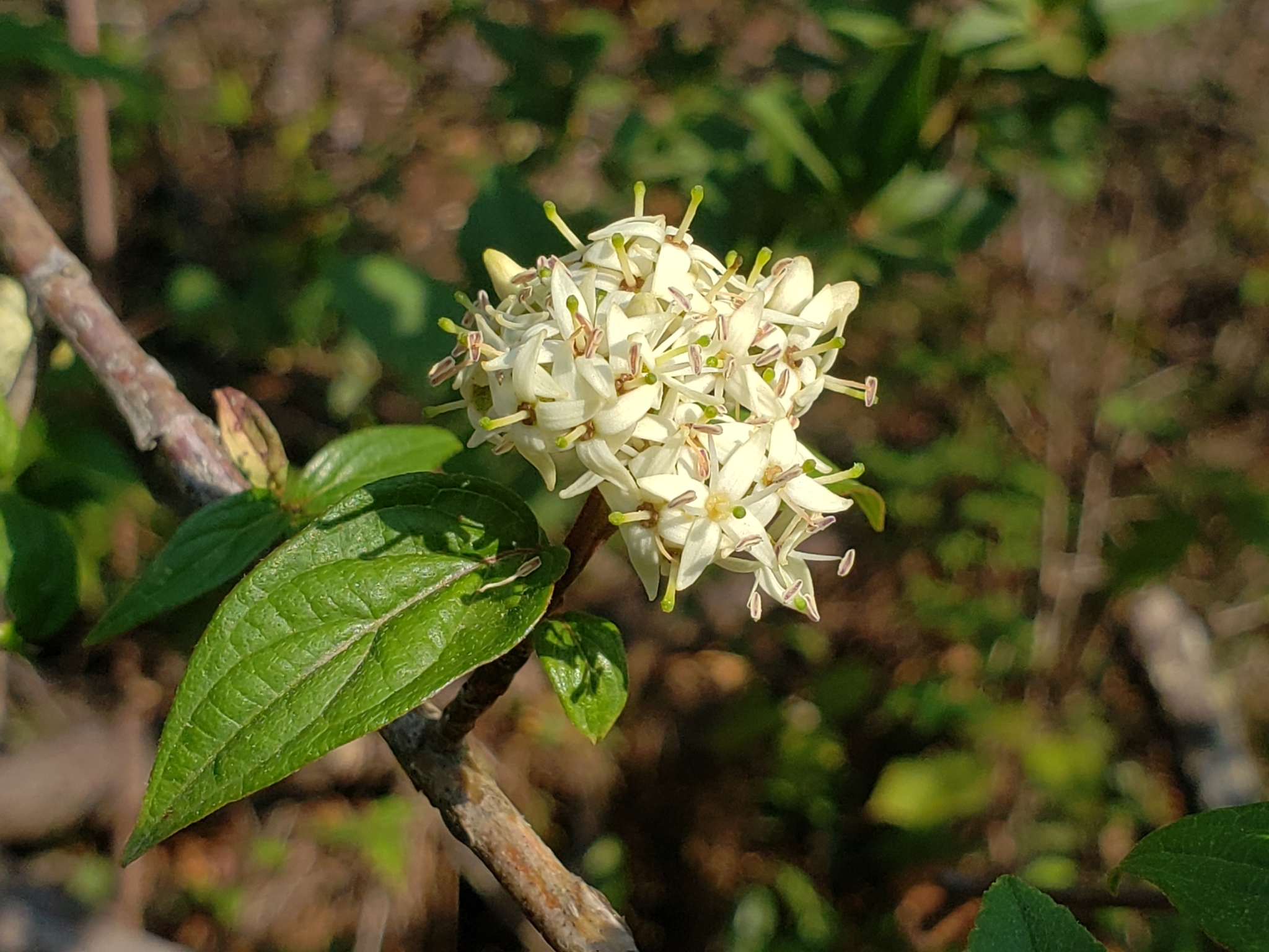Cornus excelsa Kunth