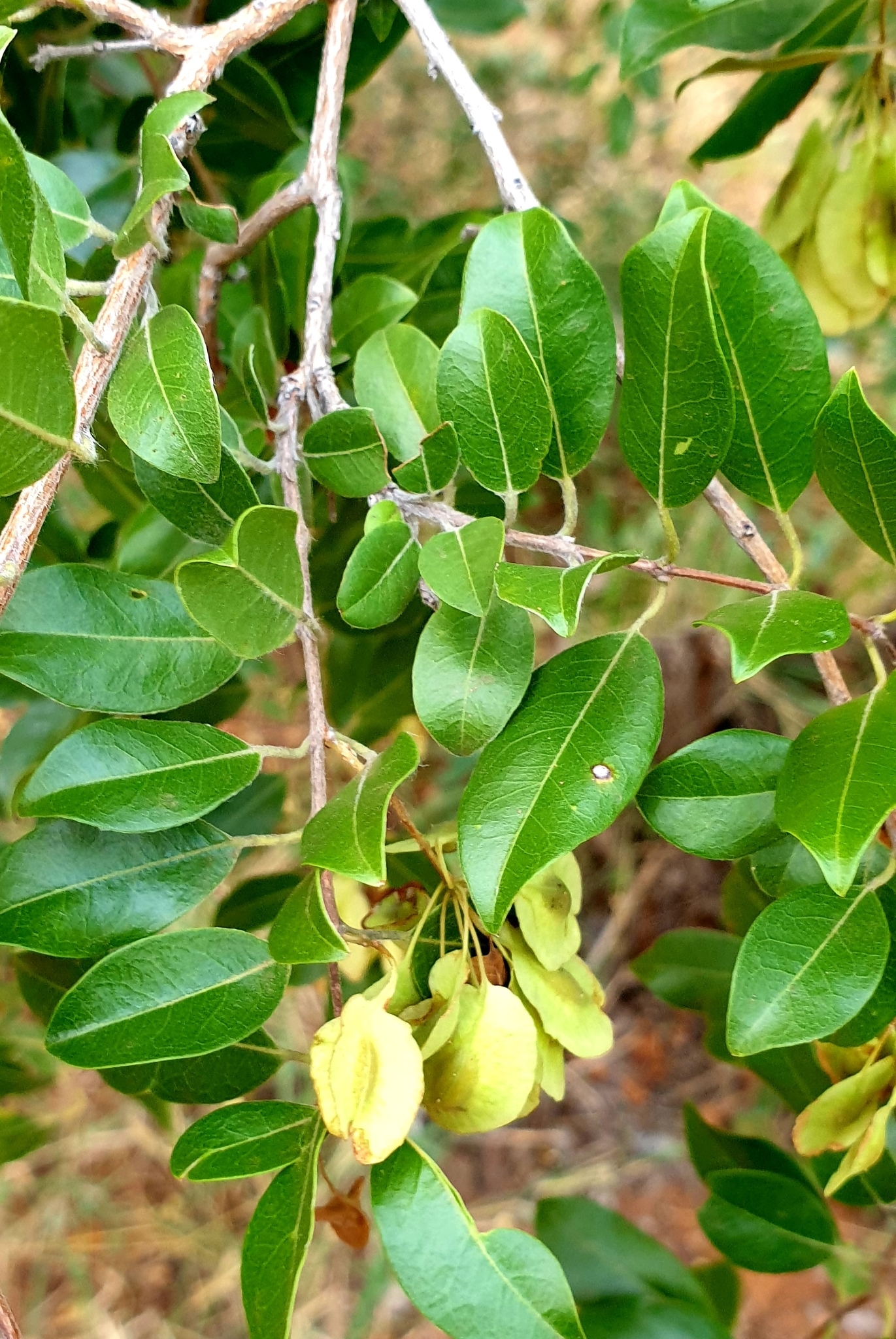 Pteleopsis myrtifolia (M.A.Lawson) Engl. & Diels