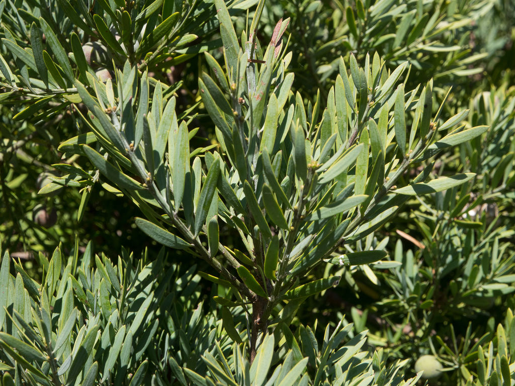 Outeniqua yellowwood (Trees of the Cape Peninsula) · BioDiversity4All