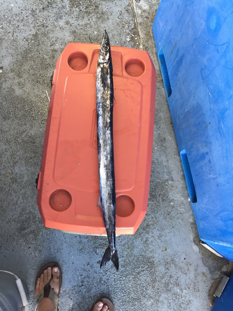 Snake Mackerel from Gulf of Mexico, , , on December 20, 2017 at 09:07 ...