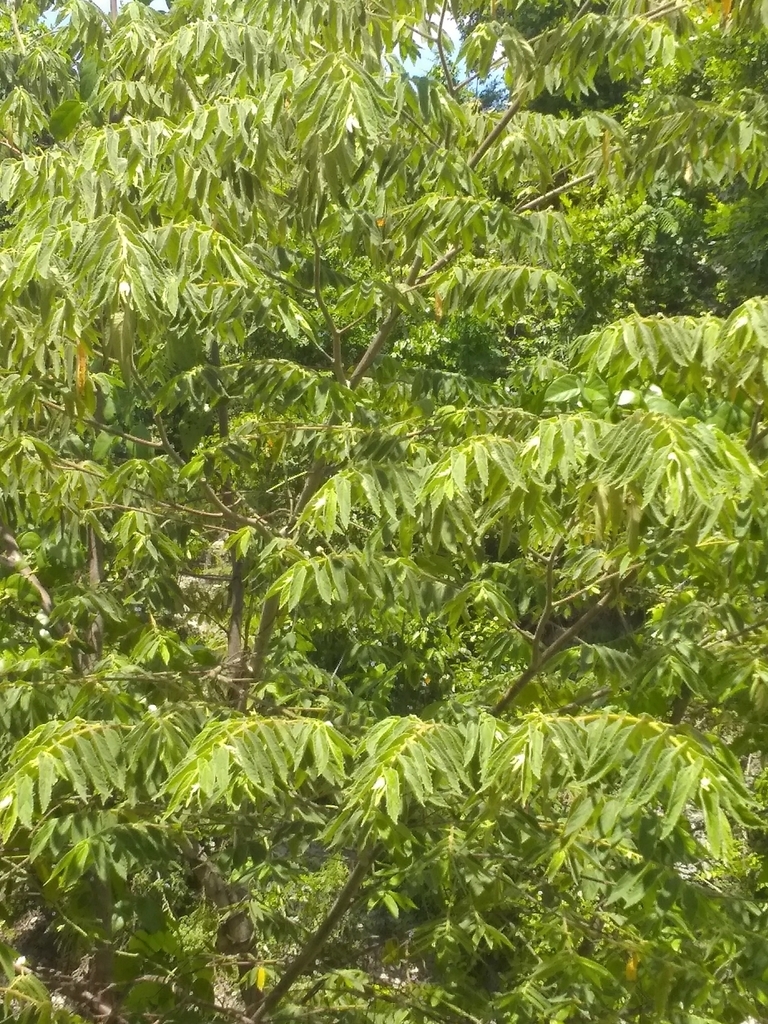 calabur tree from Sud Department, Haiti on May 1, 2021 at 11:29 AM by ...