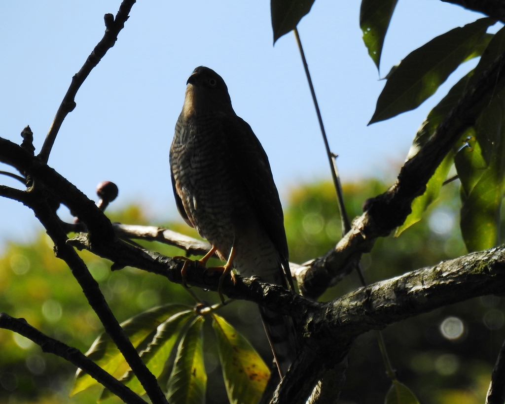 Sharp-shinned Hawk from Parque do Estado, São Paulo - SP, Brasil on May ...