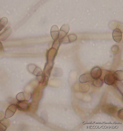 Veronaea coprophila · iNaturalist