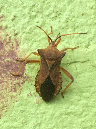 Mozena nestor · iNaturalist