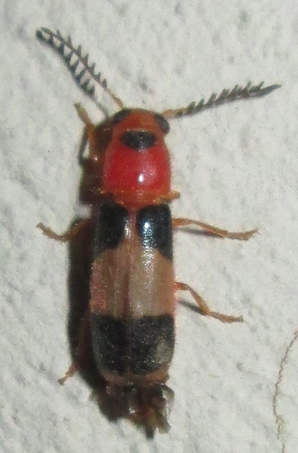 Tenerus variabilis (Cleridae of Africa) · BioDiversity4All