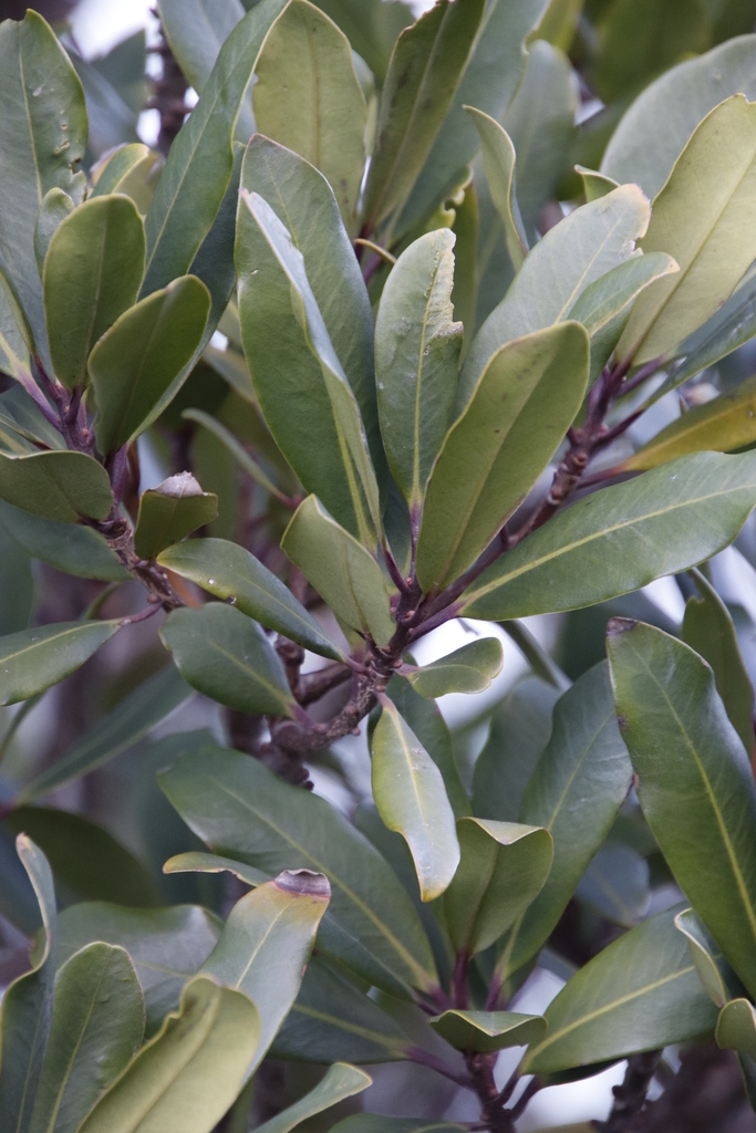 Cape beech (Trees of the Cape Peninsula) · iNaturalist