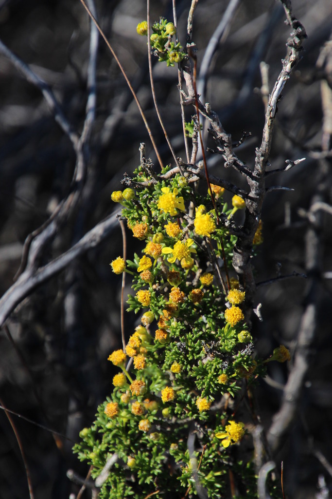 hawk's eye (Biogaps (s Afr) Pentad 3210_2445: Species List) · iNaturalist
