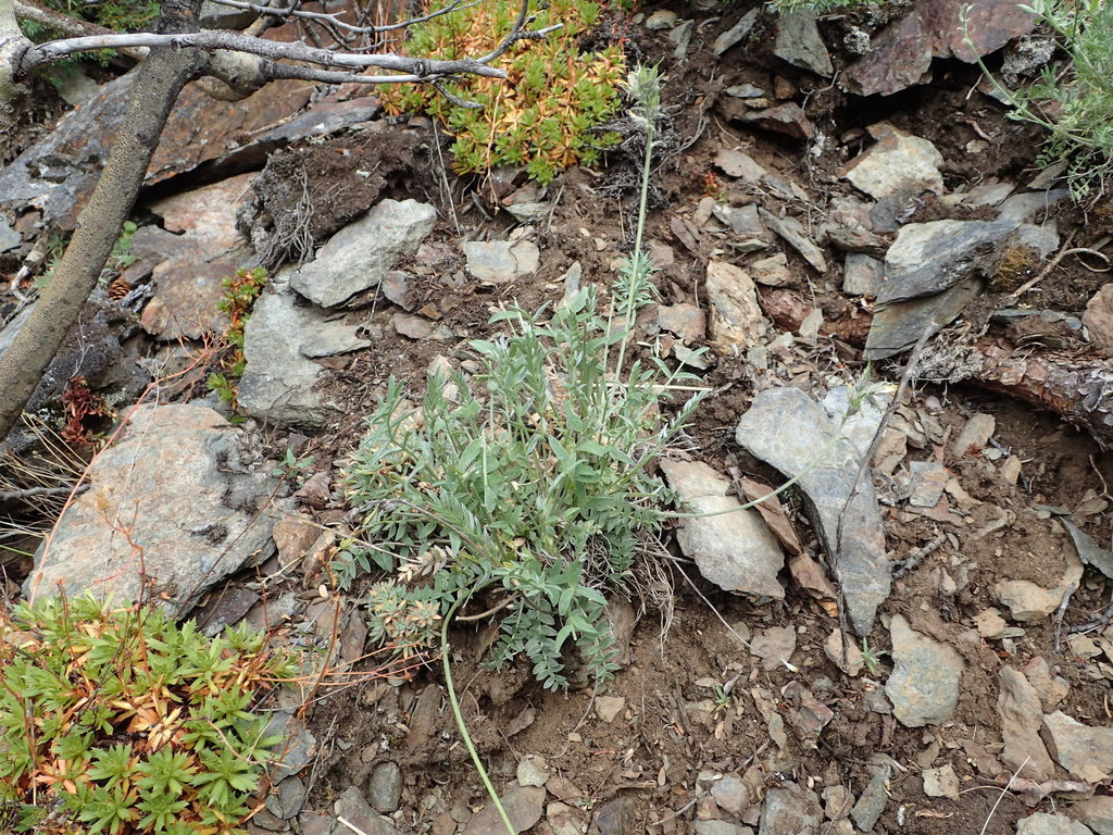 field locoweed from Kenai Peninsula Borough, AK, USA on July 28, 2017 ...