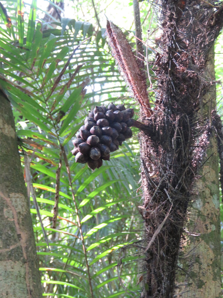 Marajá (Arecaceae do Alto Juruá, Acre) · iNaturalist