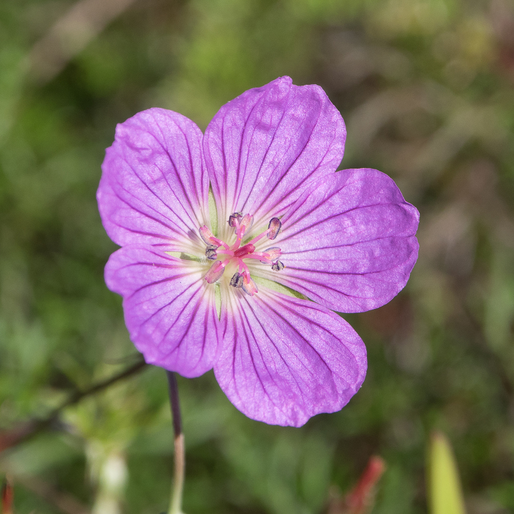 carpet crane's-bill (Geranium Family of North America) · iNaturalist