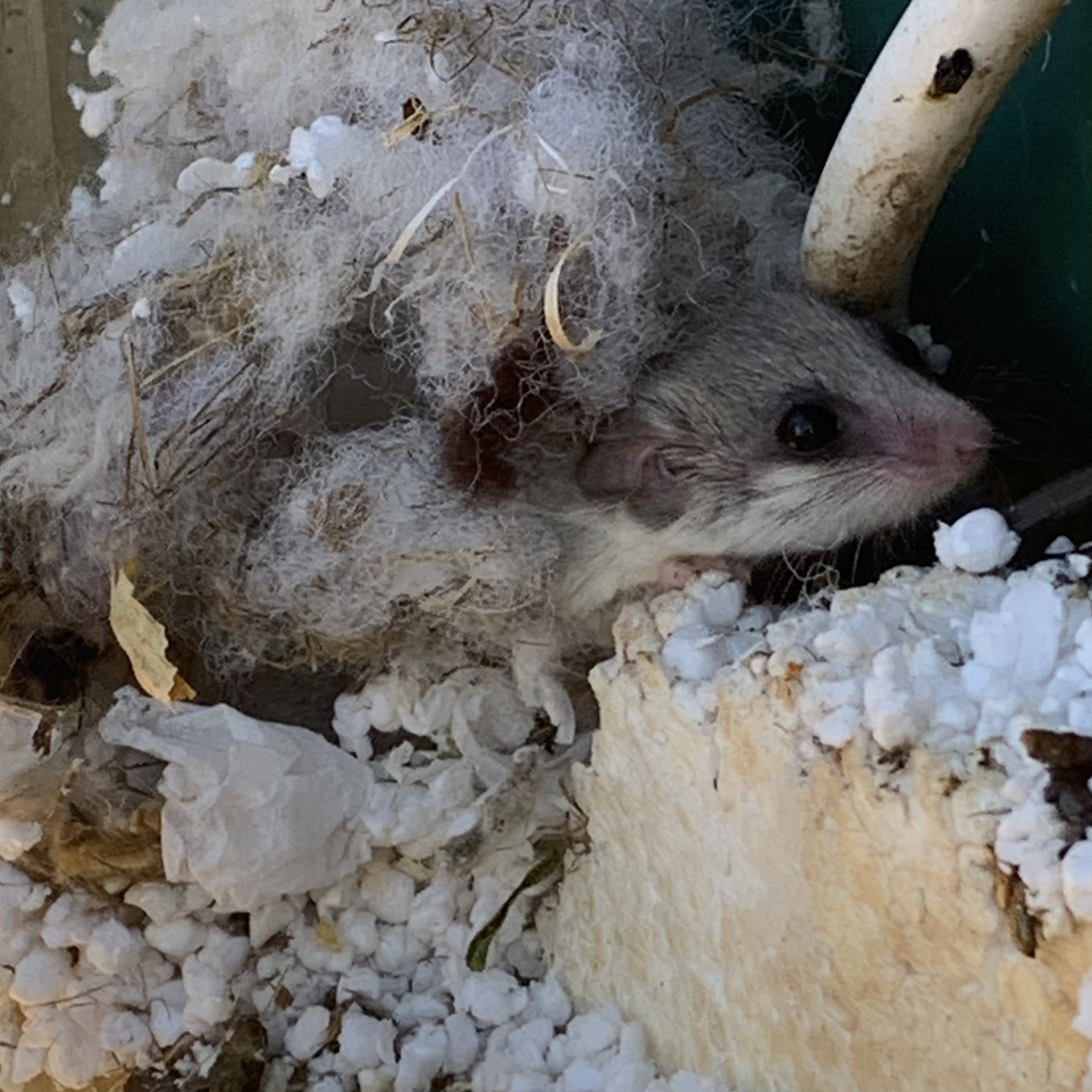 Graphiurus microtis (Noack, 1887)