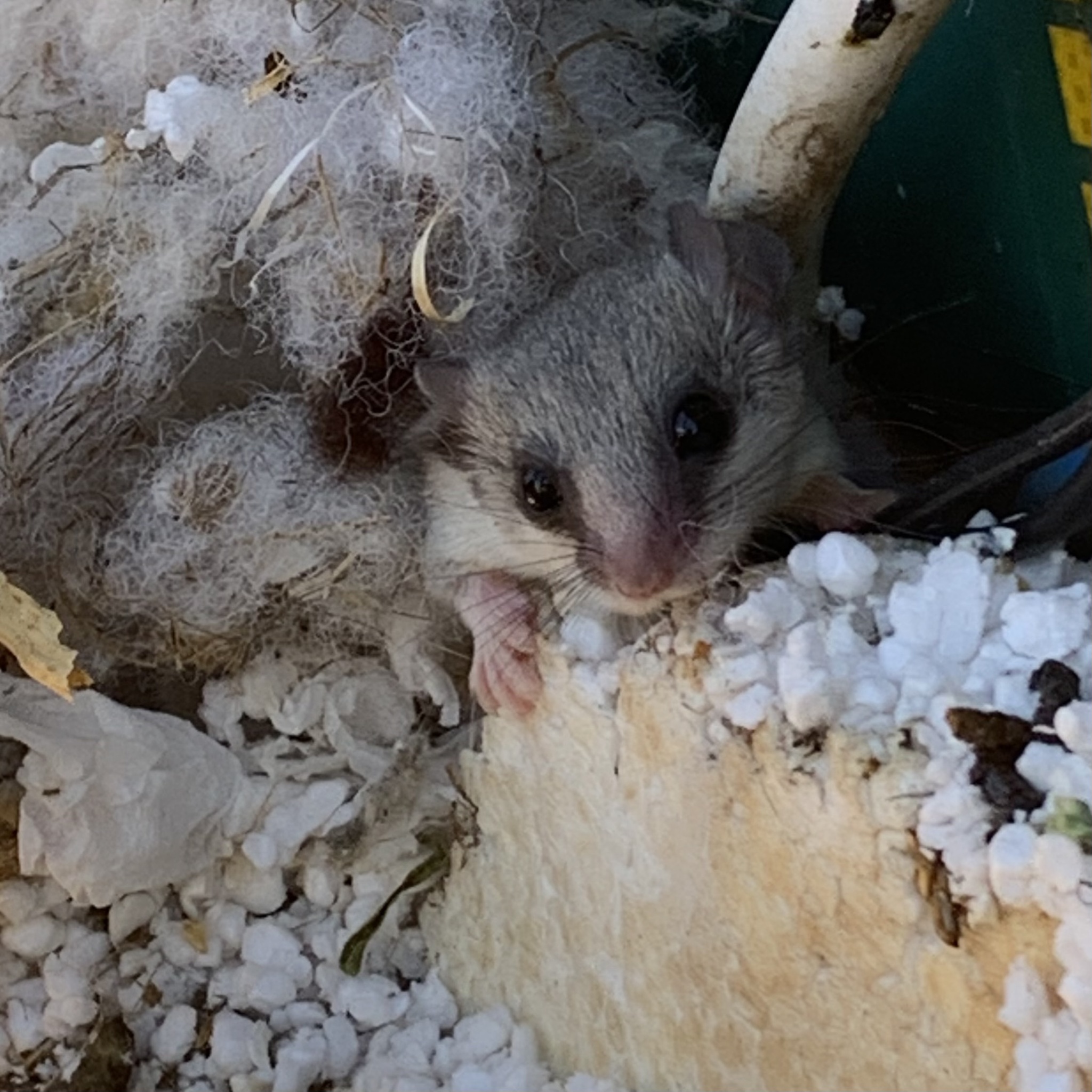 Graphiurus microtis (Noack, 1887)