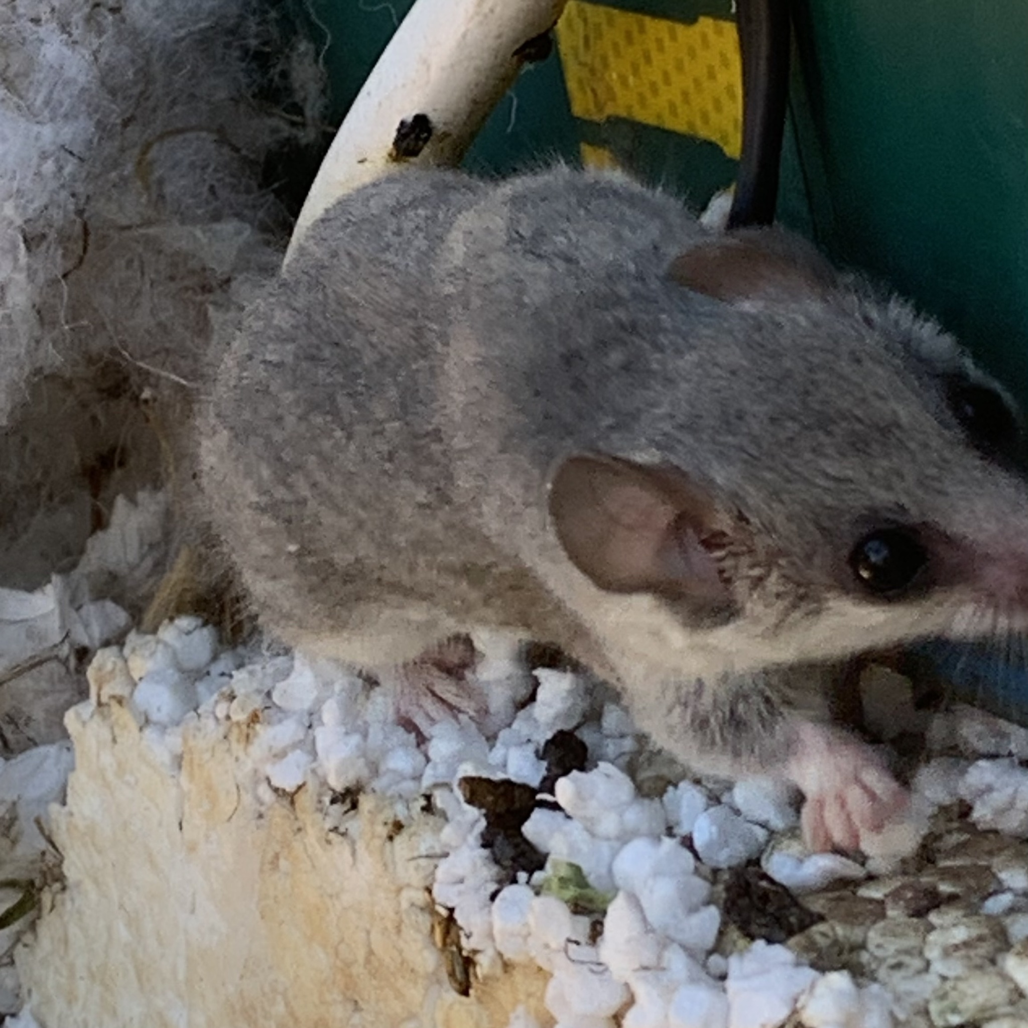 Graphiurus microtis (Noack, 1887)