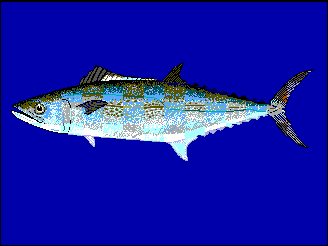 Spanish Mackerels (Scomberomorus) - Marine Life Identification