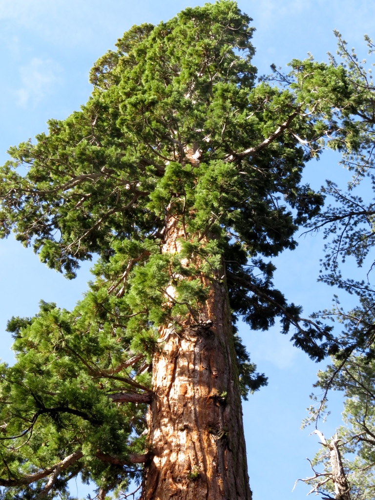 Redwoods and Sequoias (Sequoioideae) - Botanical Realm