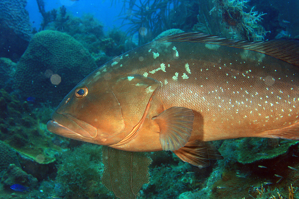 Red Grouper (Epinephelus morio) - Marine Life Identification
