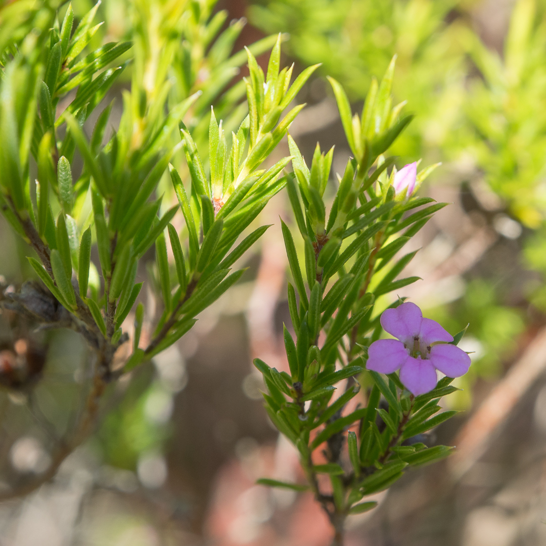 Coleonema pulchellum I.Williams