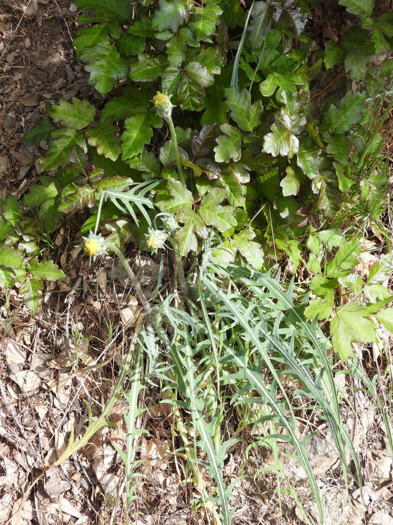 spearleaf agoseris from Summit Rd, Walnut Creek, CA 94598, USA on April ...