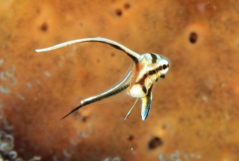 Pareques sp (Creatures of Culebra Reef Gardens) · iNaturalist