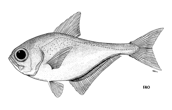 Sweepers (Pempheridae) - Marine Life Identification