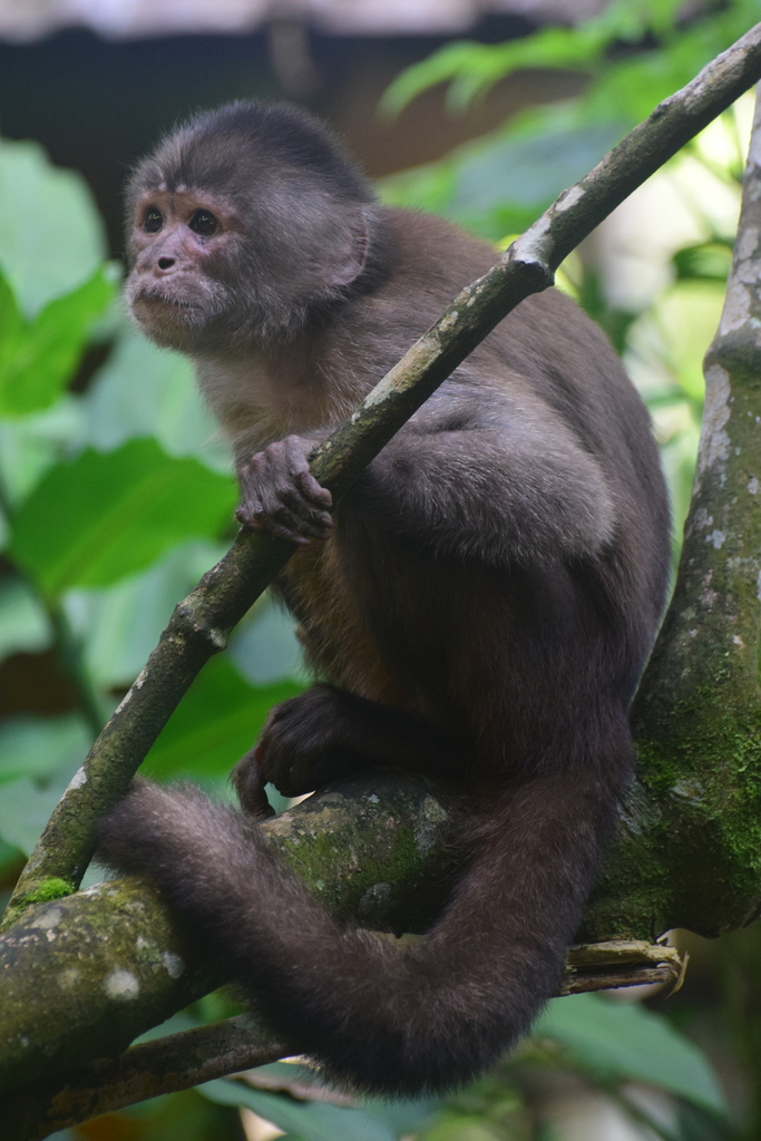Capuchins in January 2019 by Erica Van Loon · iNaturalist