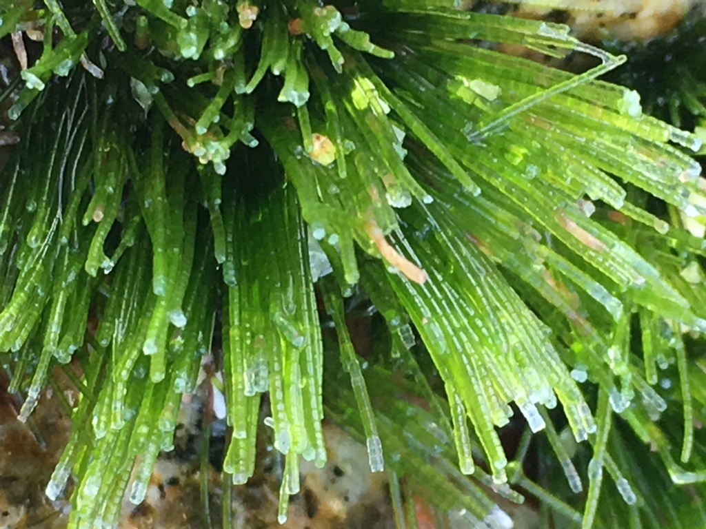 Chaetomorpha antennina (Algas marinas de Costa Rica) · iNaturalist
