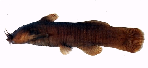 Liobagrus formosanus · iNaturalist