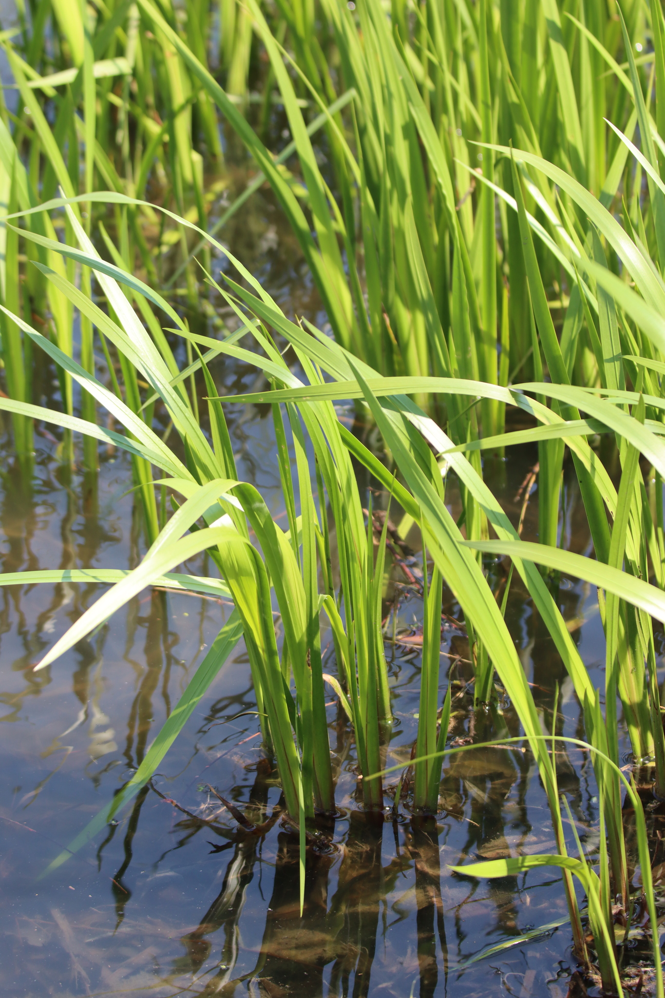 Acorus americanus (Raf.) Raf.