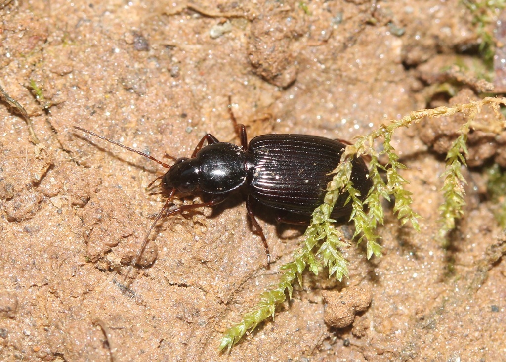 Agonum punctiforme from North Bethesda, MD, USA on May 1, 2021 at 02:13 ...