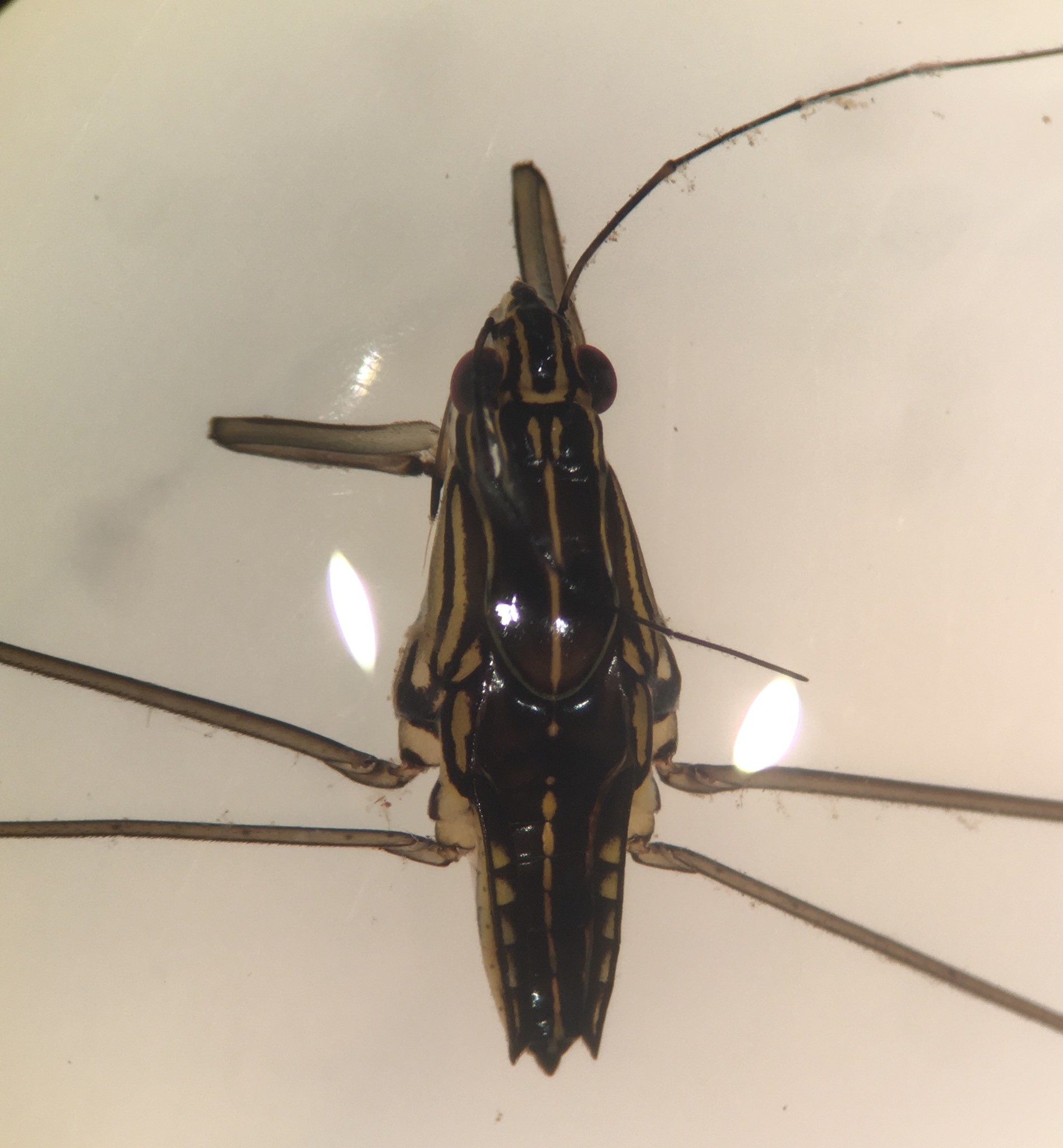 Limnogonus recens Drake & Harris, 1934