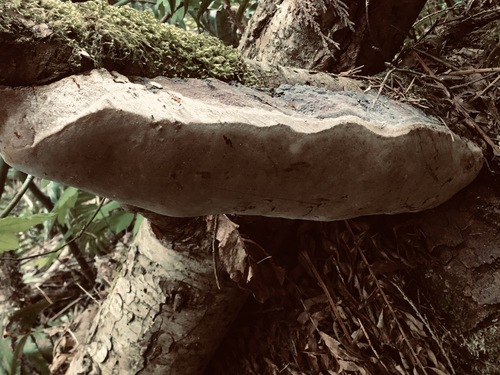 Fomitiporia tsugina · iNaturalist