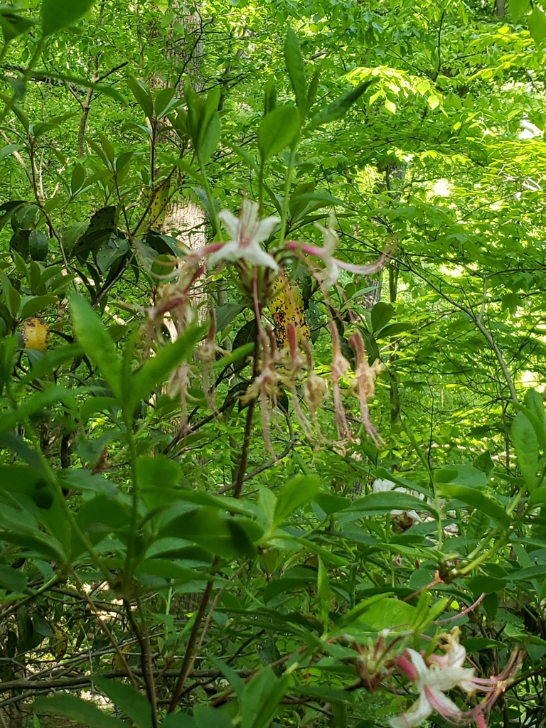 Pinxter Flower from Washington, DC 20011, USA on May 1, 2021 at 05:06 ...