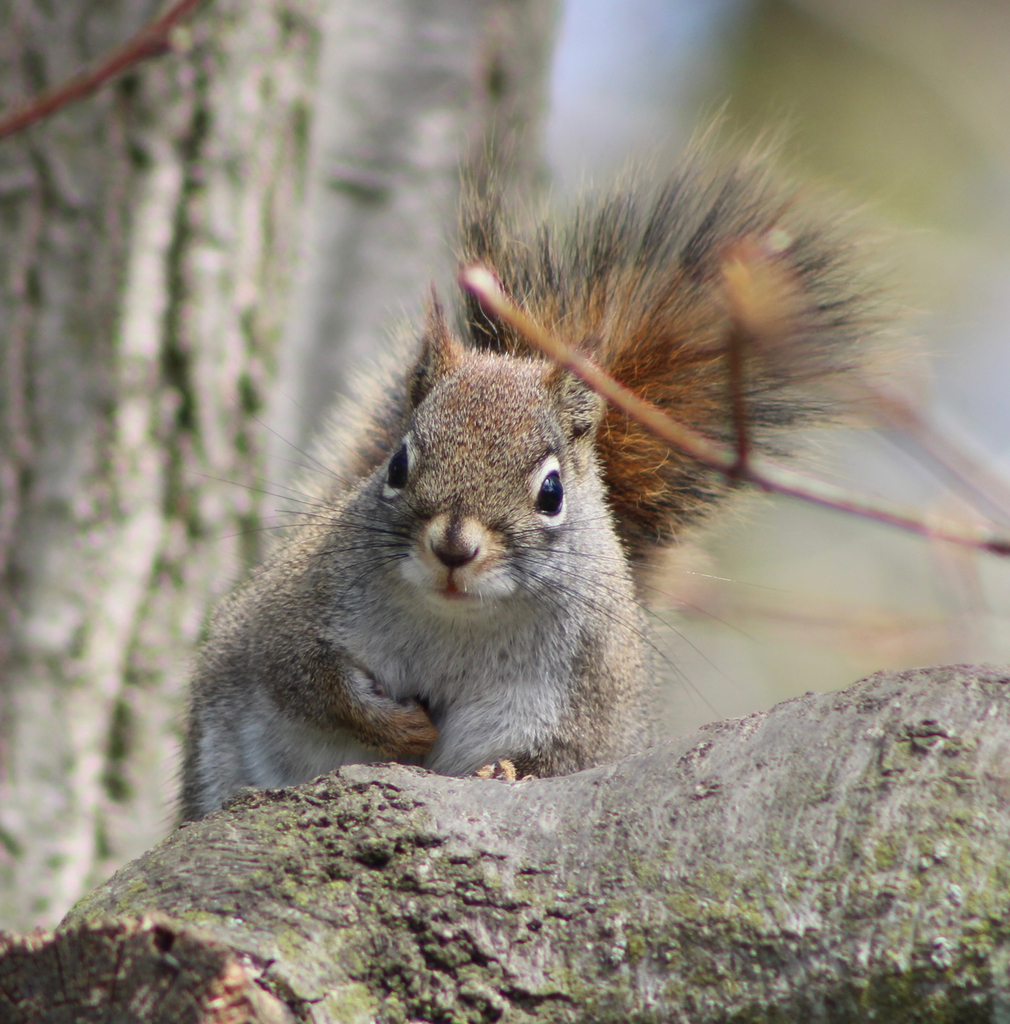 American Red Squirrel from Scarborough on May 01, 2021 at 01:15 PM by ...