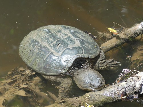 Common Snapping Turtle (Herpetological Diversity of Northern Michigan ...