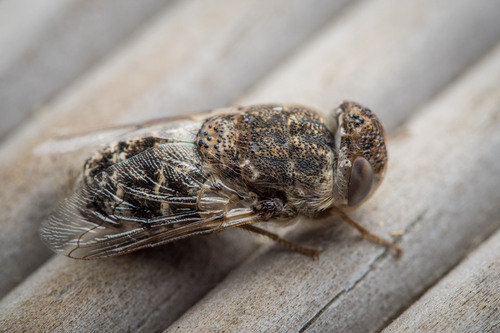Sheep Bot Fly (NPS National Capital Region True Flies) · iNaturalist