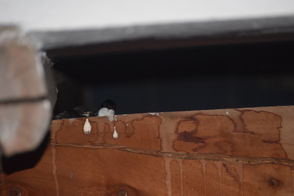 Blue-and-white Swallow from Finca Nelpo S.A on April 29, 2021 by Esleiter Cadena. Gregarios, más ...