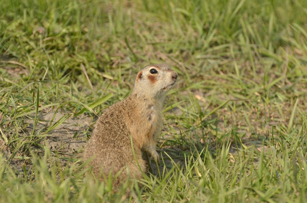 Red-cheeked Ground Squirrel from Алтайский край, Россия, 658091 on May ...
