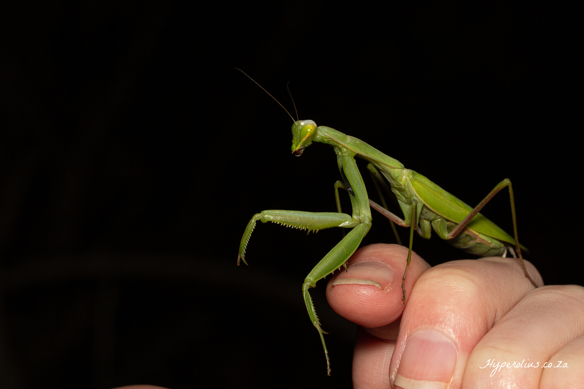 Paramantis sacra Thunberg, 1815