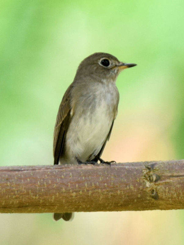 Asian Brown Flycatcher (Birds of Singapore) · iNaturalist