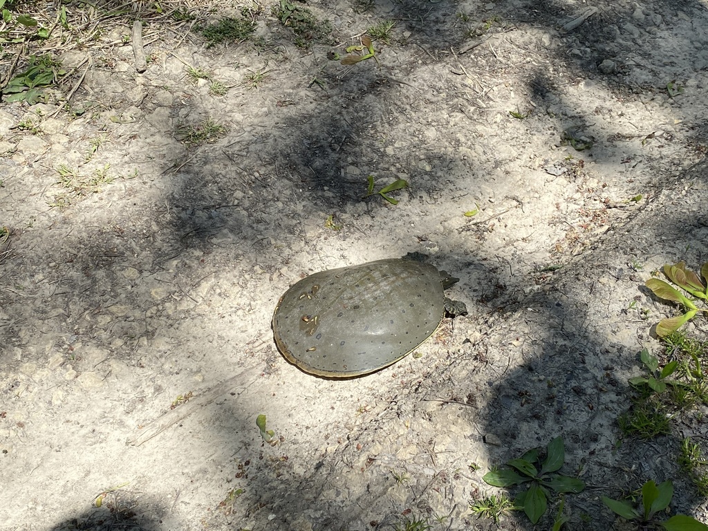 Midland Smooth Softshell Turtle in May 2021 by lweichel · iNaturalist