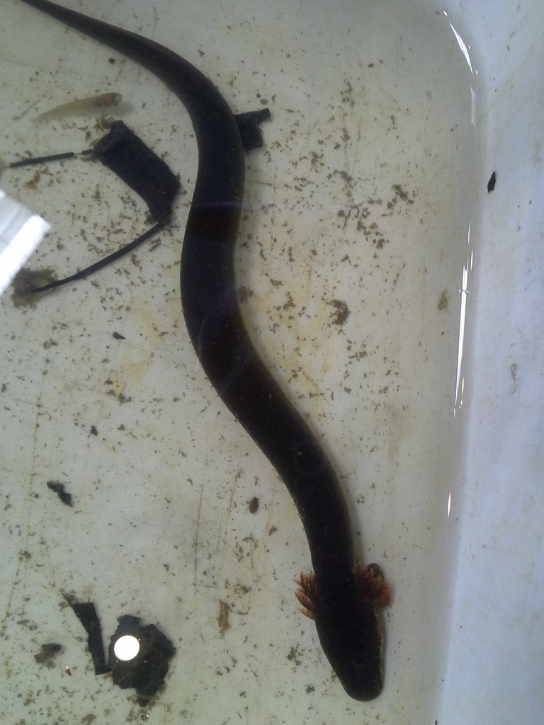 Western Lesser Siren from Memorial, Houston, TX, USA on February 26 ...